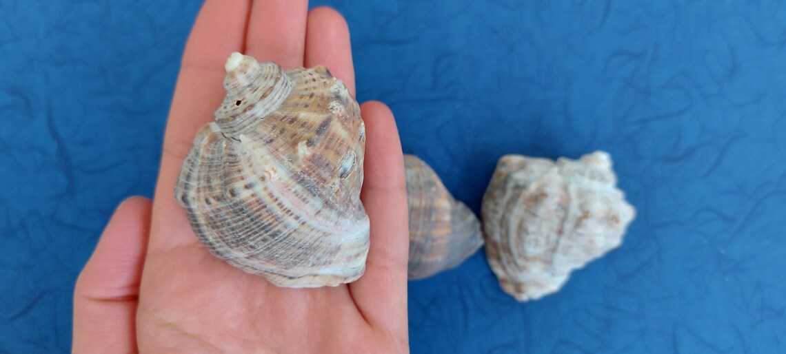 Muscheln 3 Stück große Größe 100 gr echte Muscheln | Etsy