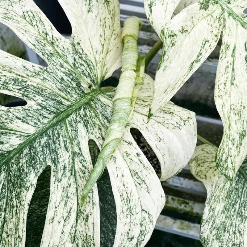 Variegated Monstera - Etsy