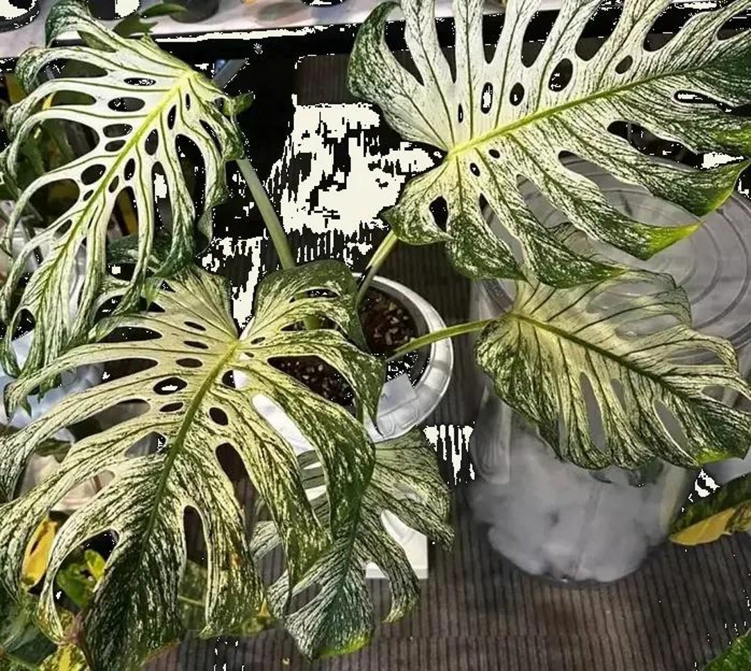 Monstera Devil Rooted Altamente Monstera Verigated, estacas variegata ...