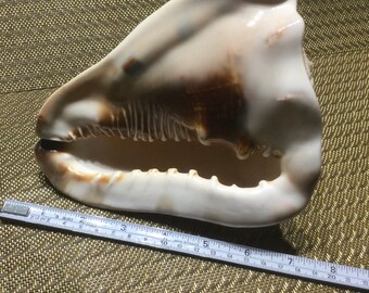 Large Conch Shell | Etsy
