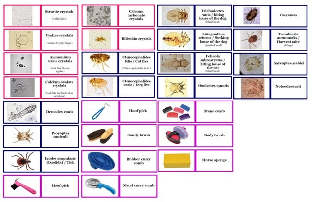 Crystals, Parasites & Equine Grooming Flashcards - PDF and Publisher ...