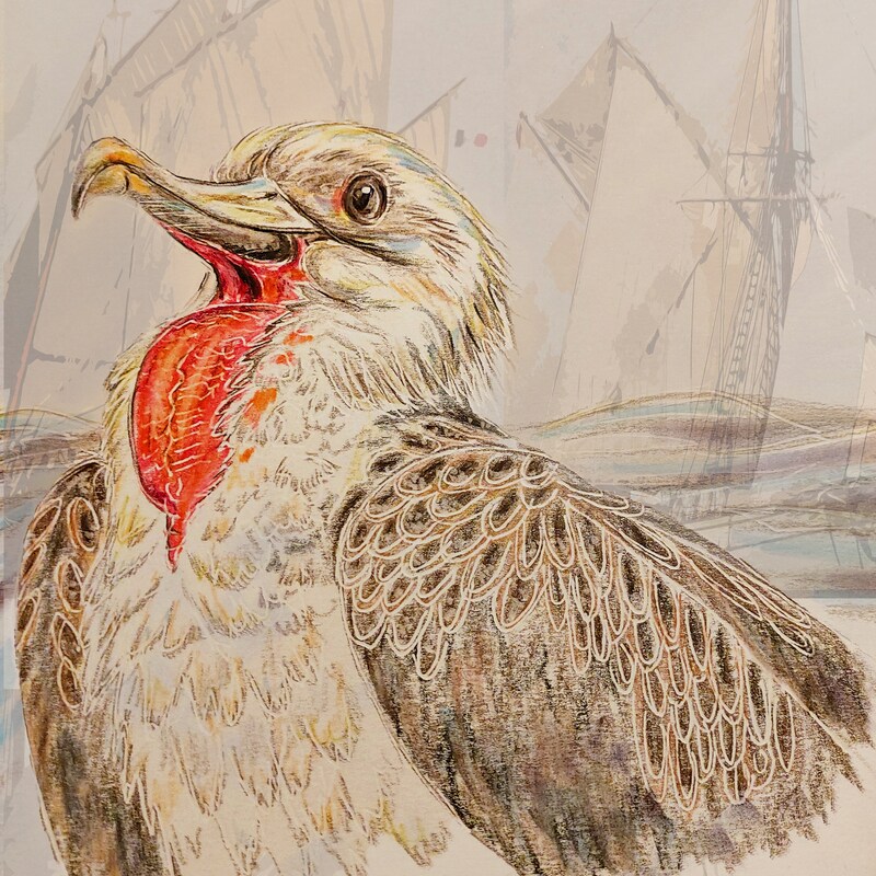 Frigate Bird - Etsy