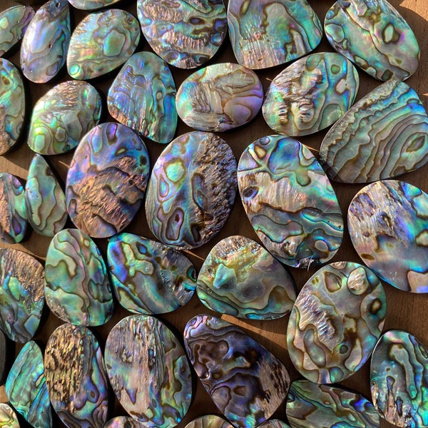 Abalone - Etsy