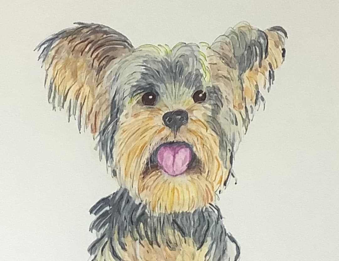 Yorkshire Terrier, Snappy Dog, Little Cutie, Sweet Dog, Yorkie, Small ...