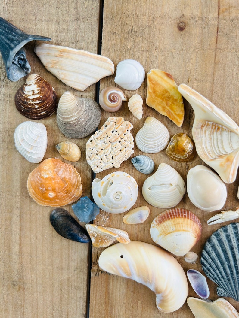 Seashell Mermaid/whale Tail Wall Art: Cultured Sea Glass, Plank Wood - Etsy