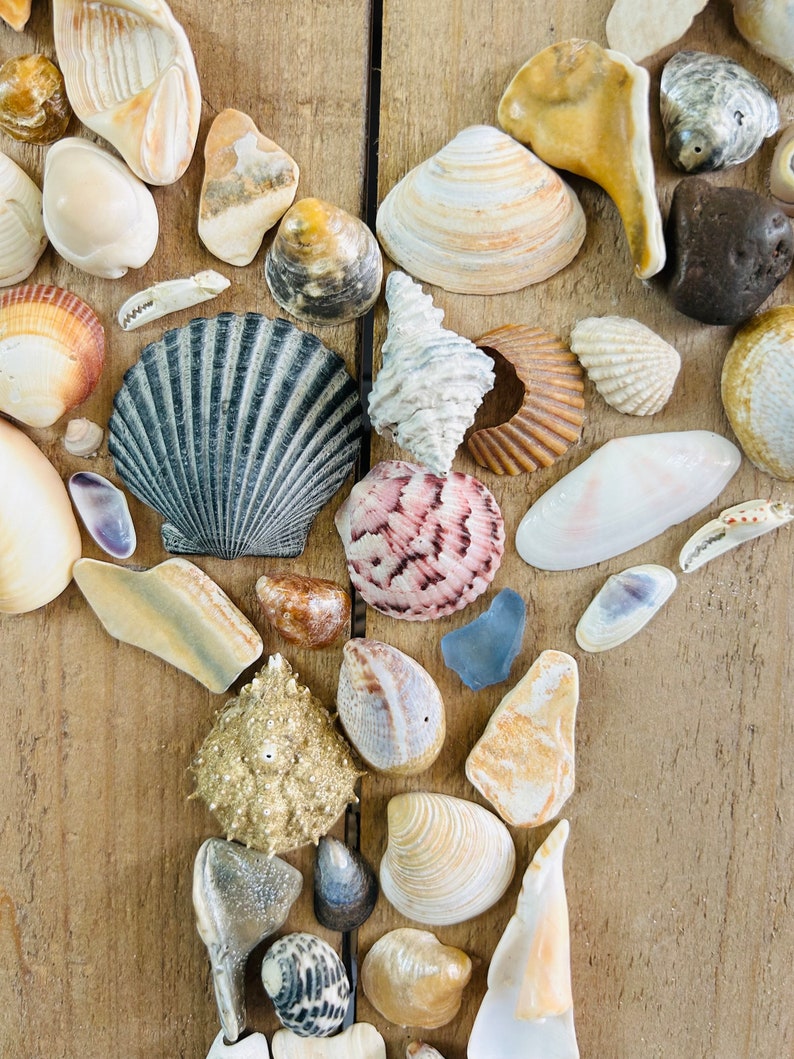 Seashell Mermaid/whale Tail Wall Art: Cultured Sea Glass, Plank Wood - Etsy