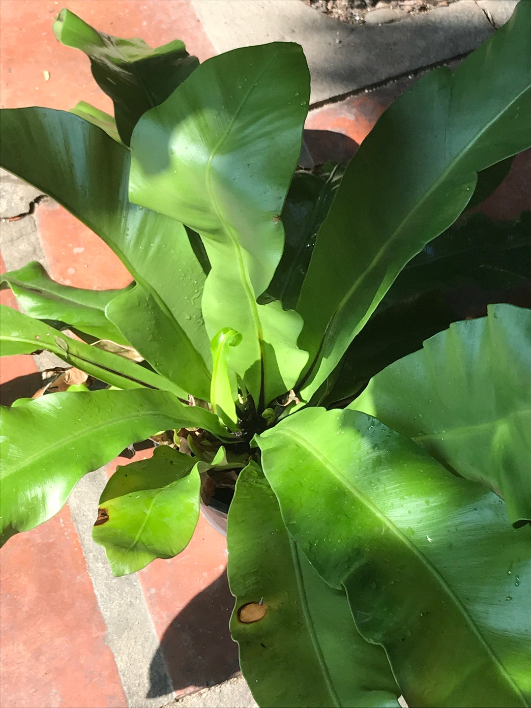 Birds Nest Fern Nidus Spores - Etsy