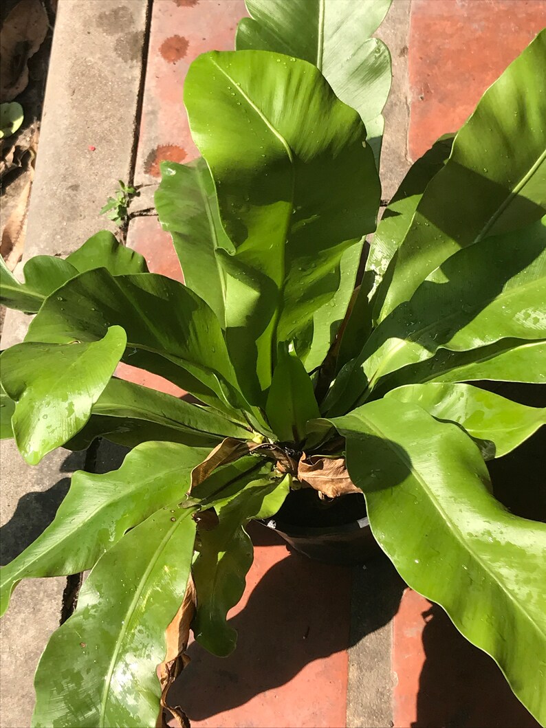 Birds Nest Fern Nidus Spores Etsy