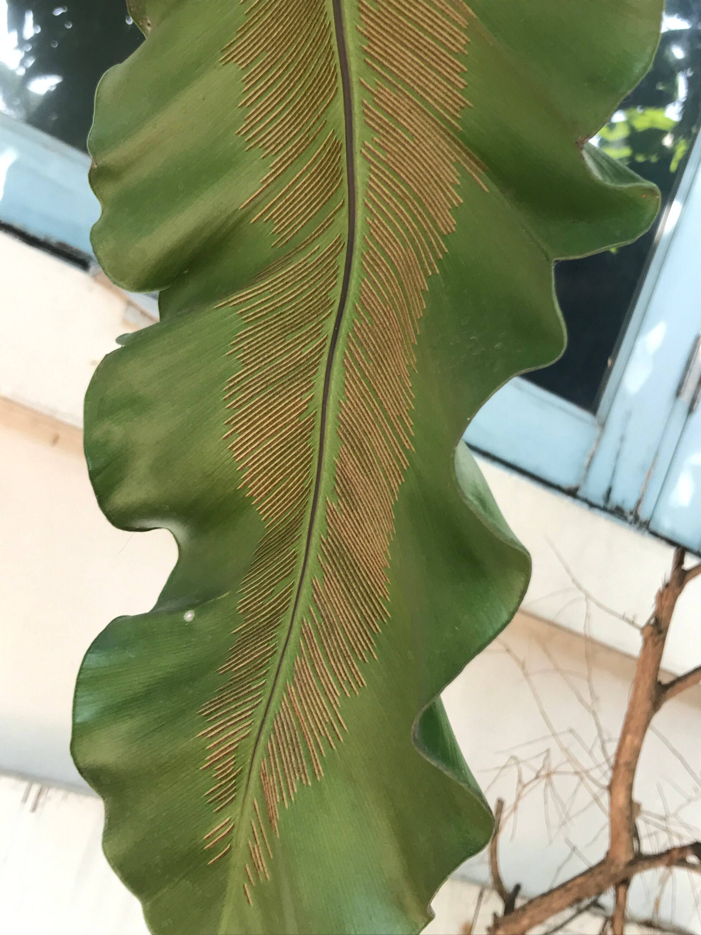 Birds Nest Fern Nidus Spores Etsy Australia
