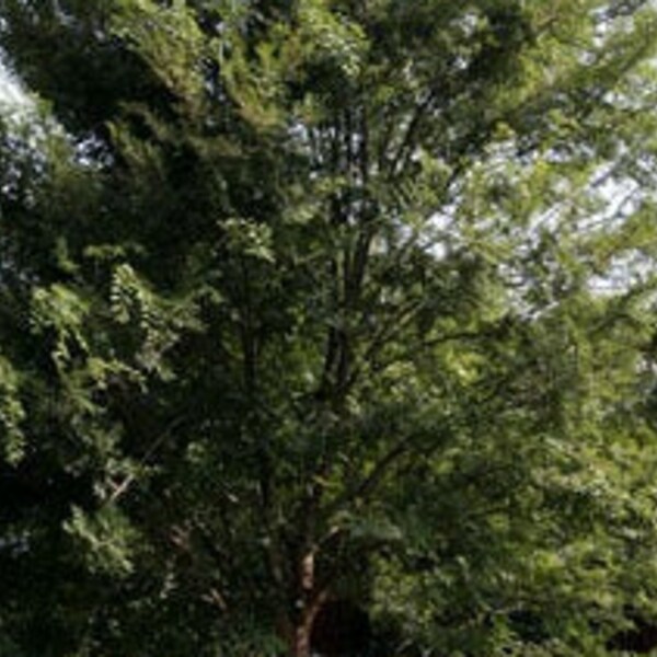 WoodenFishFarms (Ships from: the US) - Etsy