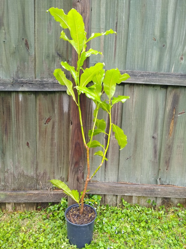 WoodenFishFarms - Etsy