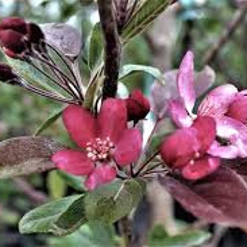 WoodenFishFarms (Ships from: the US) - Etsy