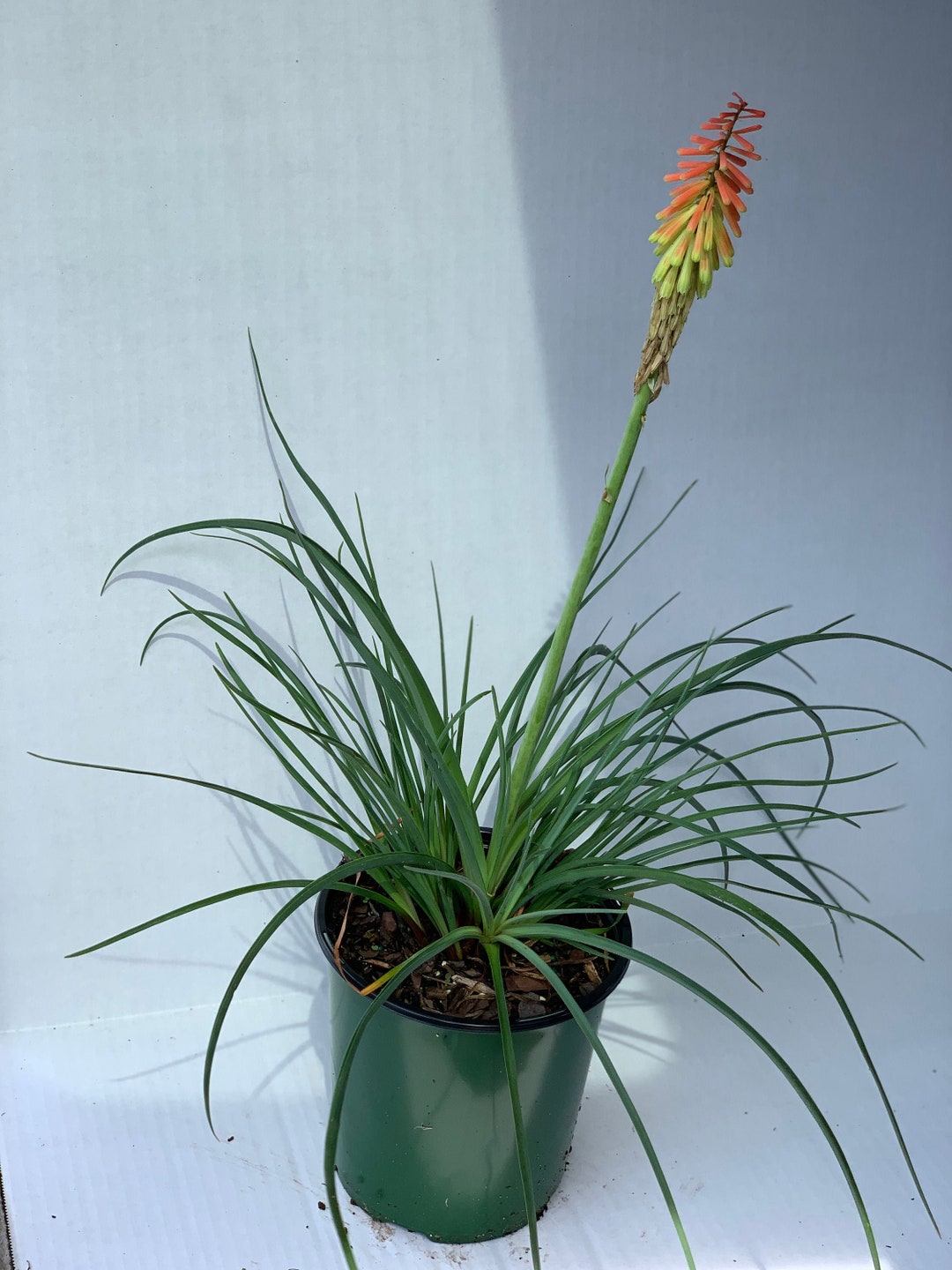 Fire Dance Kniphofia, Red Hot Poker or Torch Lily attracts hummingbirds ...