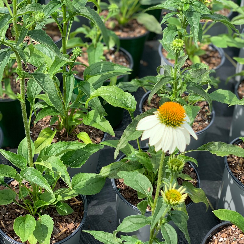 WoodenFishFarms - Etsy