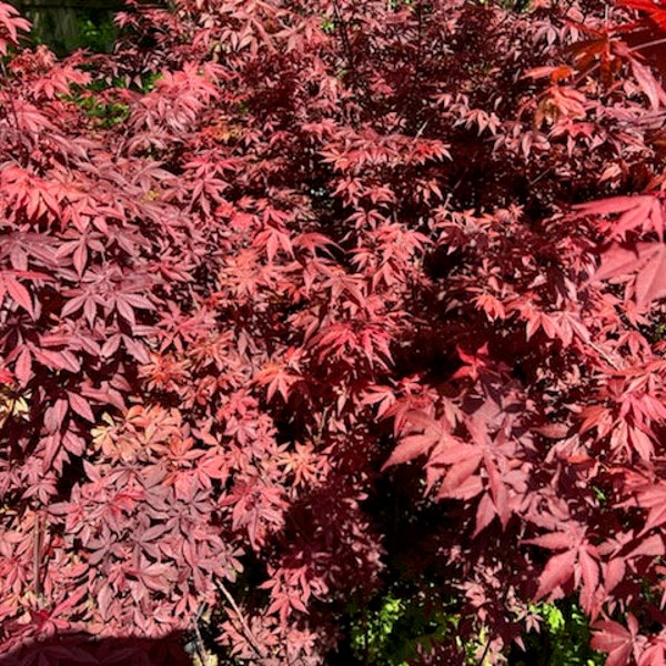 Japanese Maple Tree - Etsy