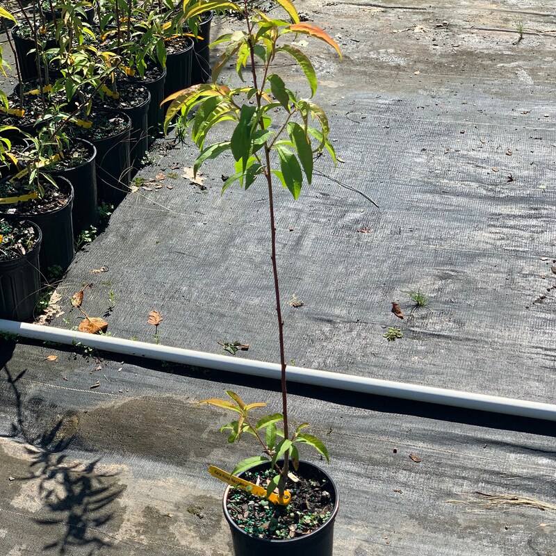 WoodenFishFarms (Ships from: the US) - Etsy