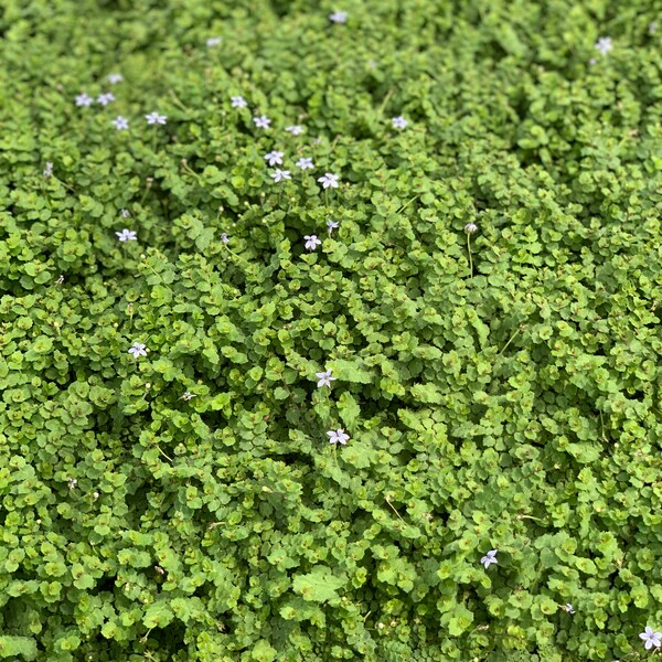 Ground Cover Seeds - Etsy