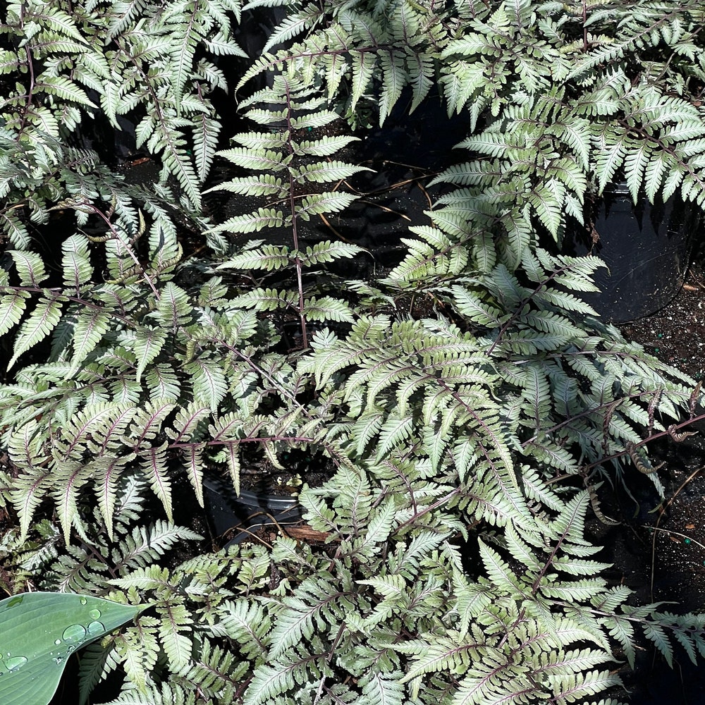 WoodenFishFarms (Ships from: the US) - Etsy