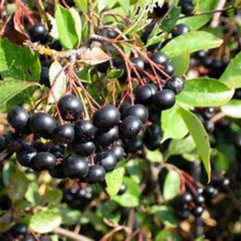 WoodenFishFarms (Ships from: the US) - Etsy