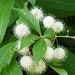 Buttonbush cephalanthus Occidentalis, 2-3' Tall, Native Shrub, Perfect ...
