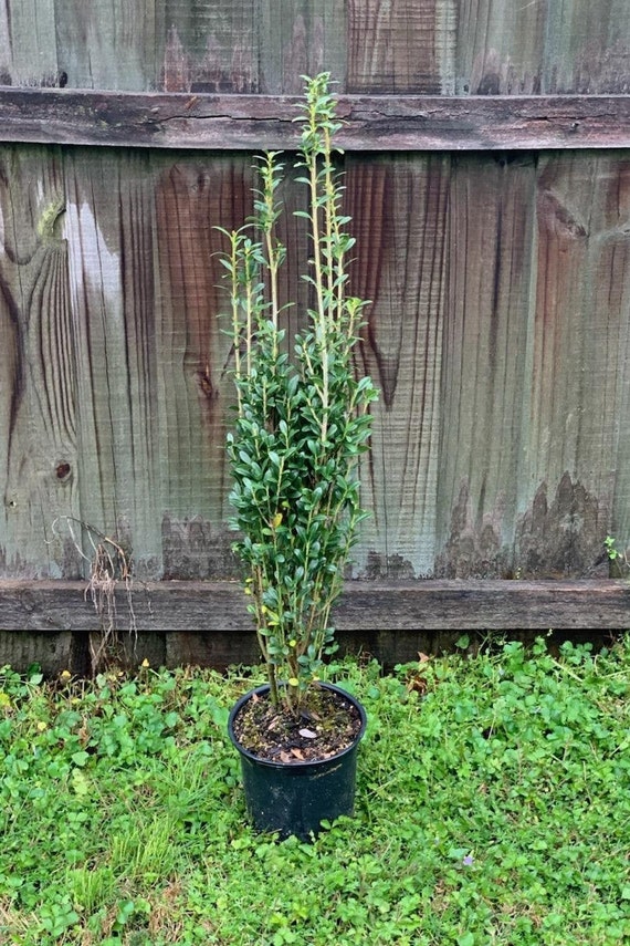 Sky Pencil Holly Shrub 2-3' Tall Moderate Growth Rate | Etsy