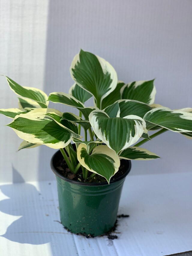 WoodenFishFarms - Etsy