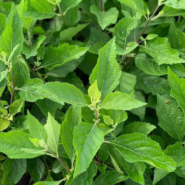 Mosquito Repellent Plants - Etsy