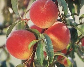 Freestone Peach Tree - Etsy