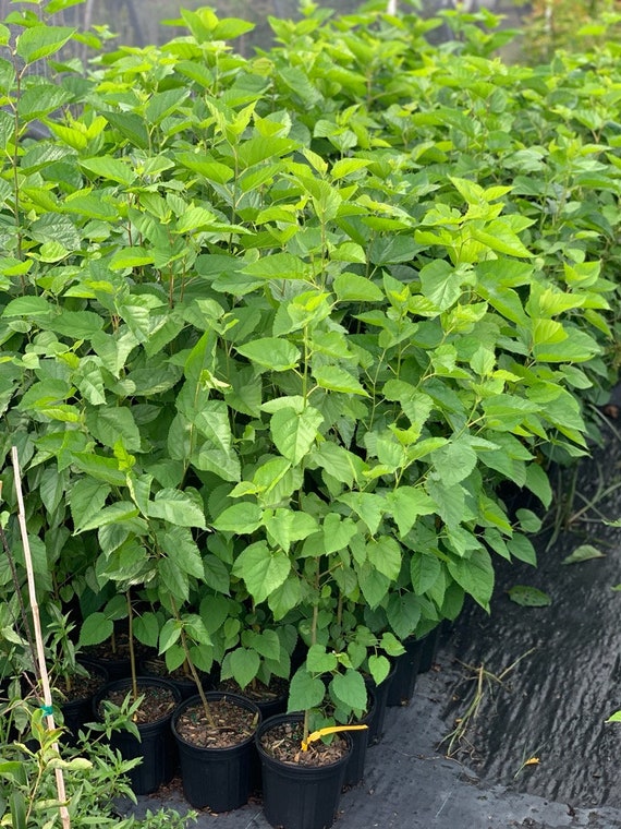Red Mulberry Tree morus Rubra 2-3' Tall Native - Etsy