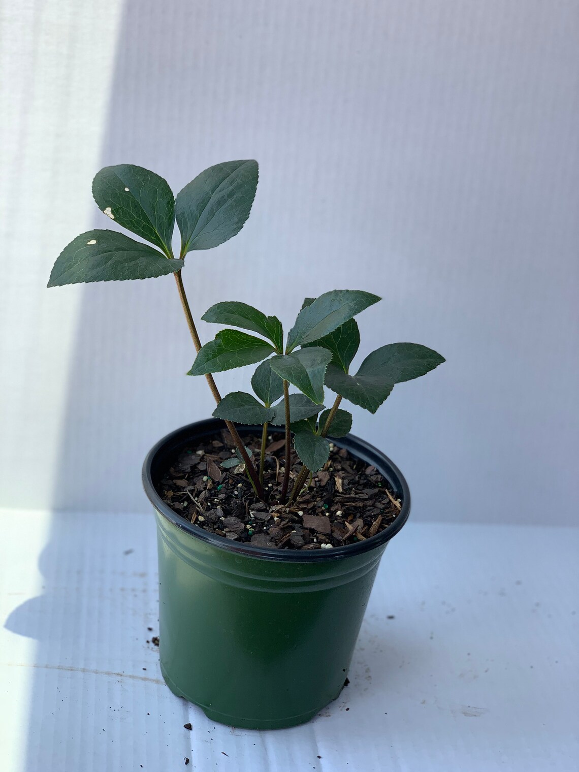 Helleborus Ice 'N Roses Dark Picotee Bicoloured Flowers - Etsy