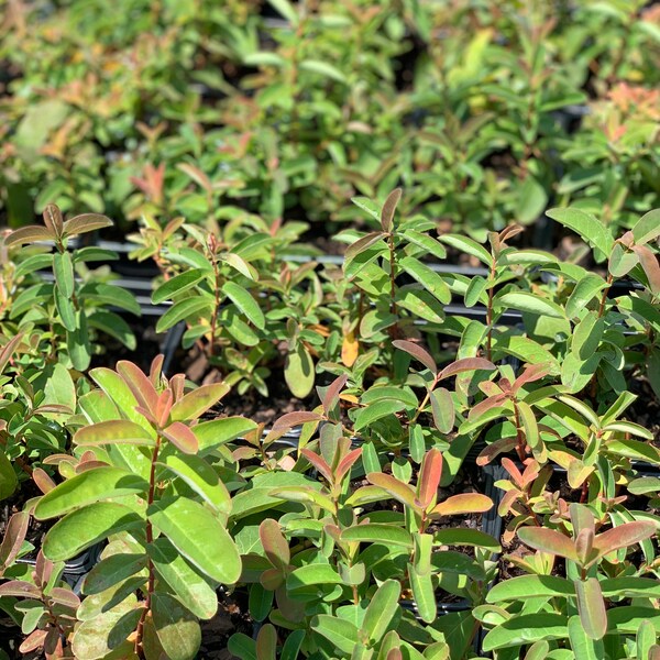 WoodenFishFarms - Etsy