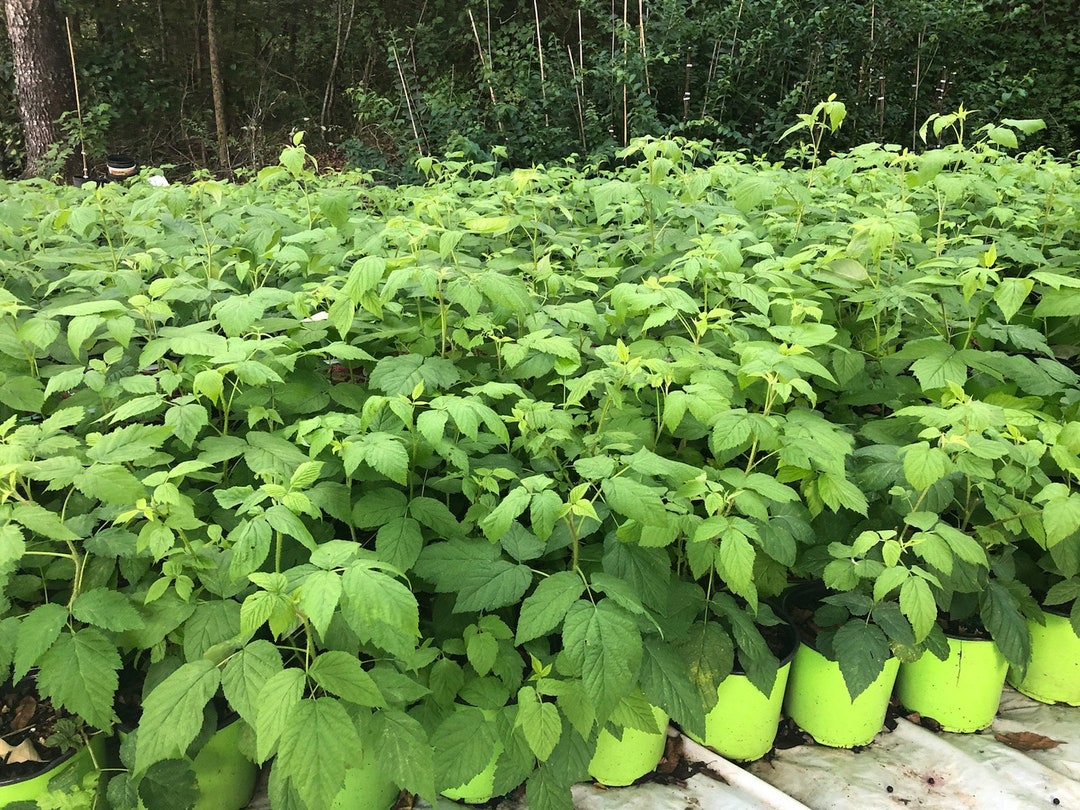 Coho Red Raspberry 1 Gallon, Zones 4-8, late-ripening, Large, Bright ...