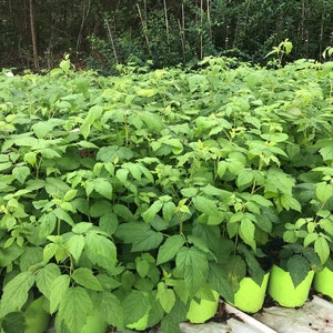 Coho Red Raspberry 1 Gallon, Zones 4-8, late-ripening, Large, Bright ...