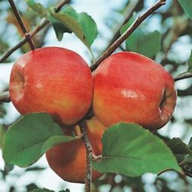 WoodenFishFarms - Etsy