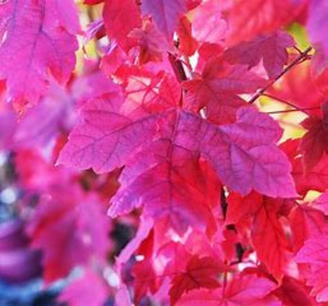 Érable automnal, 3-4' de haut, croissance rapide, belle couleur d ...