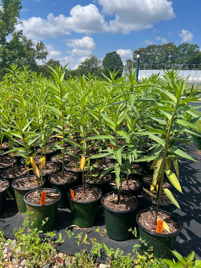 WoodenFishFarms - Etsy