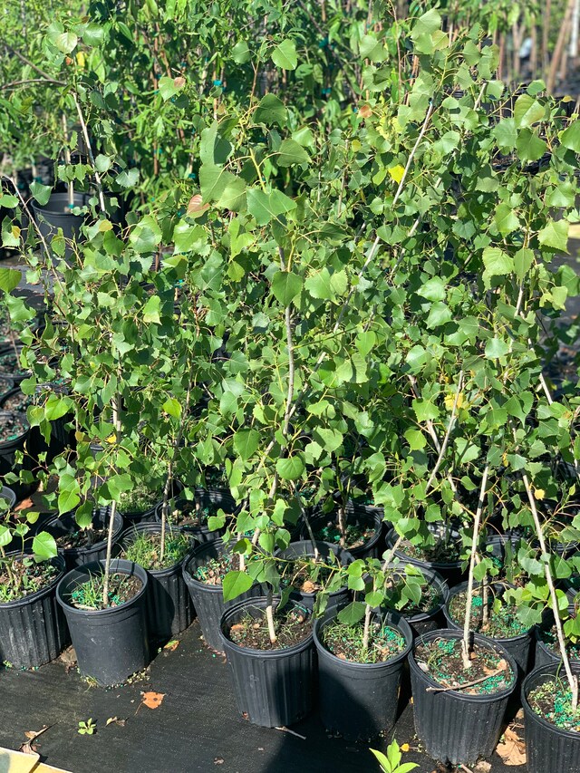 WoodenFishFarms - Etsy