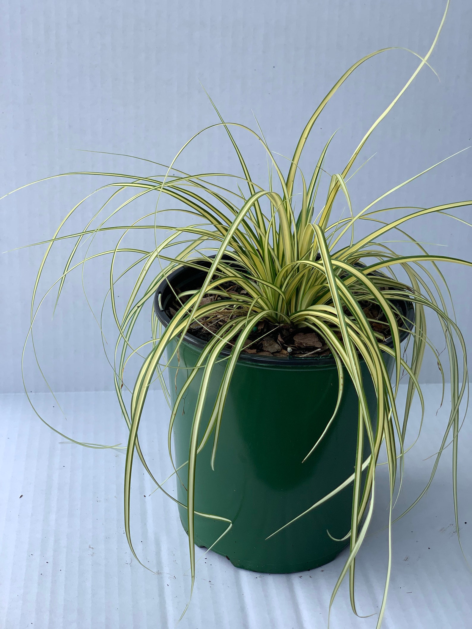 Evergold Sedge Grass Carex Hachijoensis Trade One Gallon Etsy