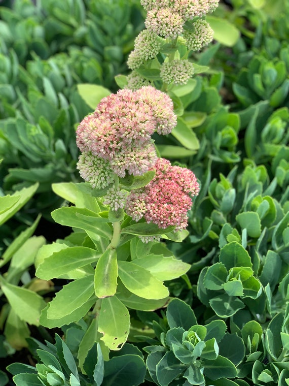Sedum Autumn Fire