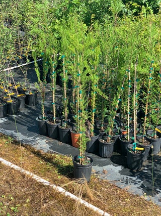 WoodenFishFarms - Etsy