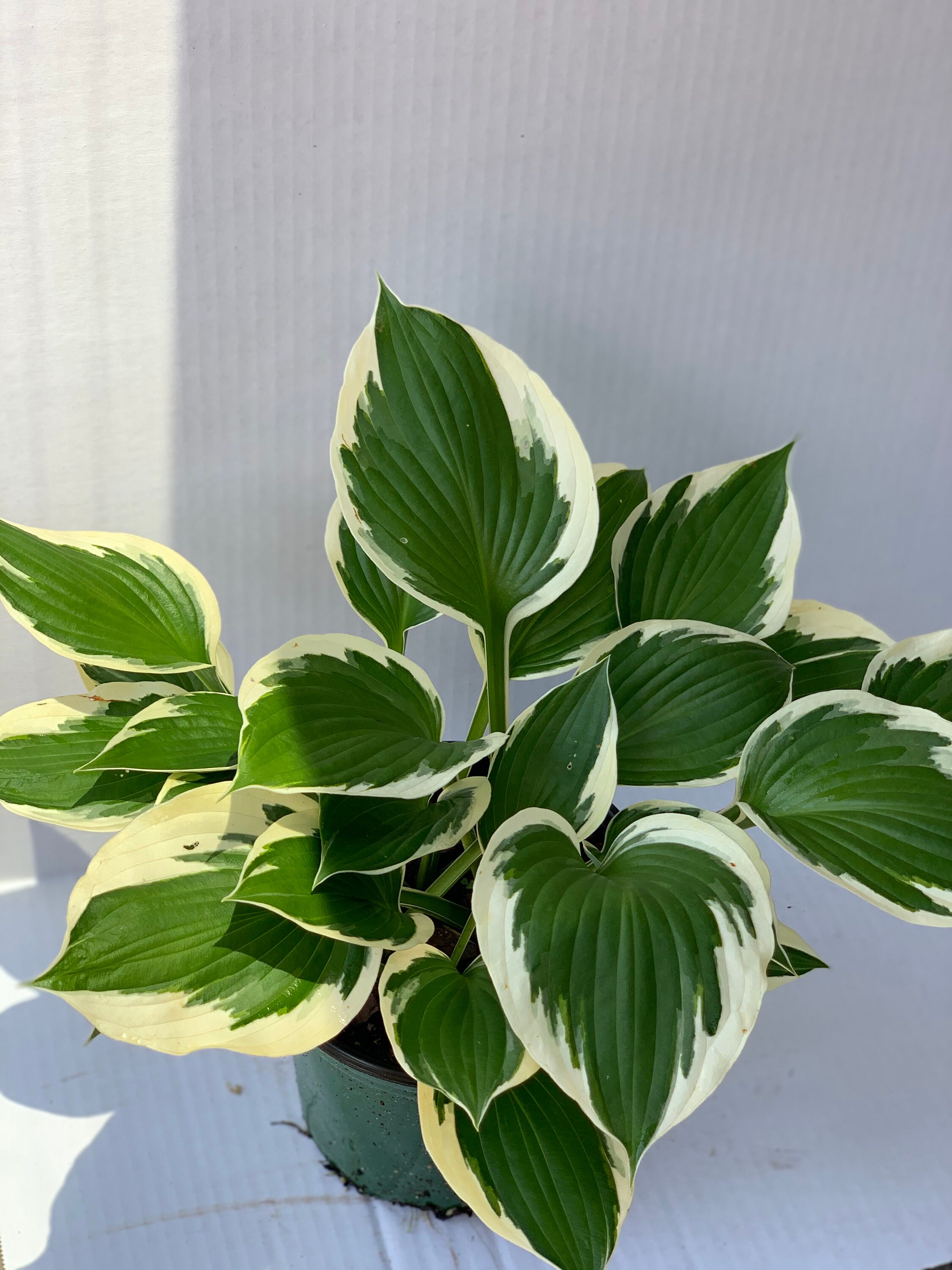 Hosta Patriot 1 Gallon good background plant used in shady | Etsy