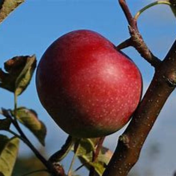 Red Apple Tree - Etsy