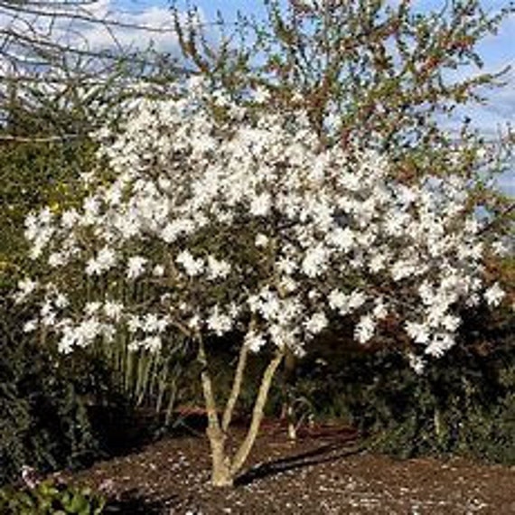 Royal Star Magnolia Tree
