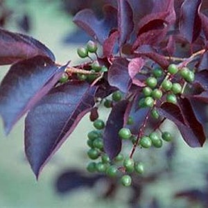 WoodenFishFarms (Ships from: the US) - Etsy