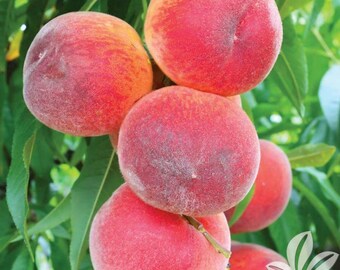 Self Pollinating Peach Tree - Etsy