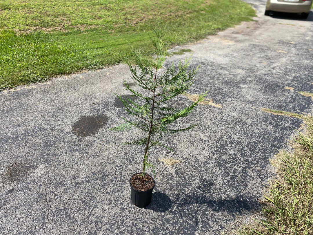 Murray Cypress, 2-3' Tall, Fast Growing, Evergreen, Tolerant of Severe ...