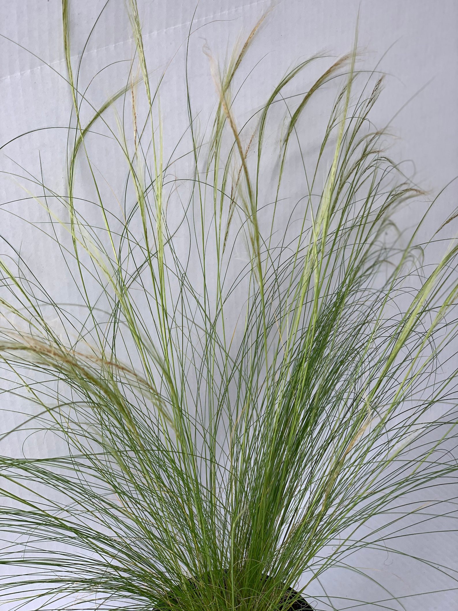 Mexican Feather Grass Nassella Tenuissima Ponytails Grass - Etsy
