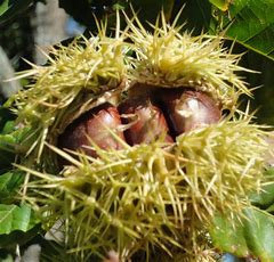 ChestnutChinese chestnut, Castanea mollissima,wildlife tree,produces ...