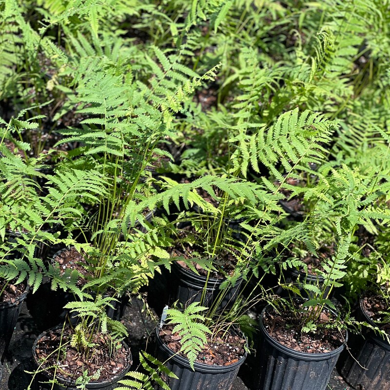 WoodenFishFarms (Ships from: the US) - Etsy