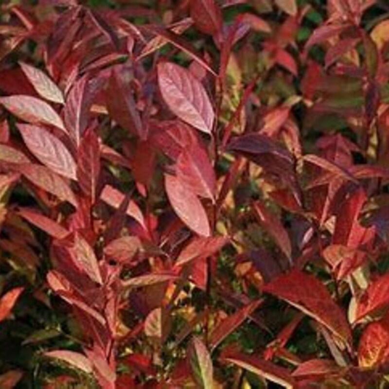 WoodenFishFarms (Ships from: the US) - Etsy